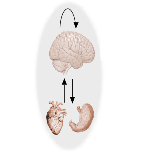 Heart and Brain | Universitätsmedizin Göttingen