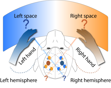 Neural mechanisms underlying normal and impaired decision making and ...
